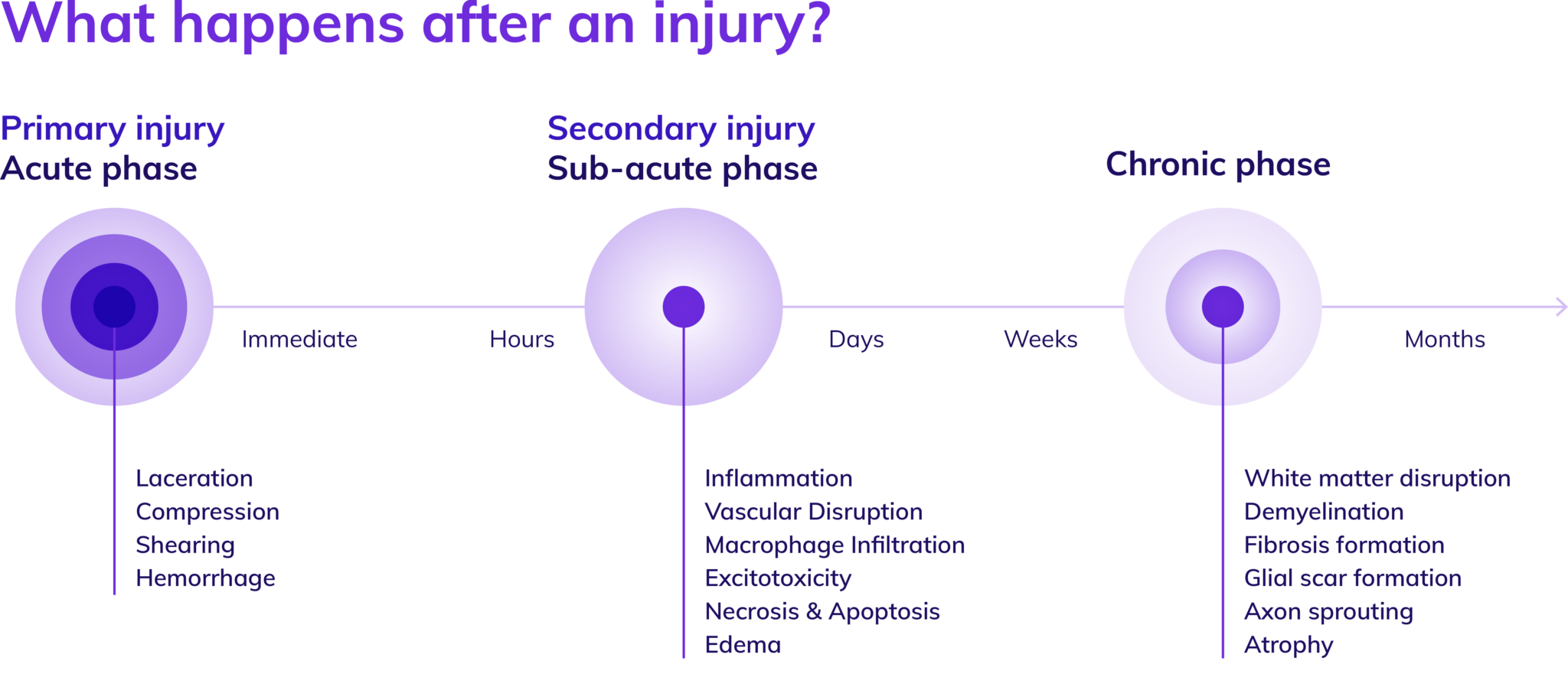 Understanding the Injury - Spinal Research