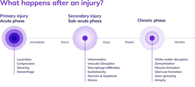 Understanding the injury - Spinal Research